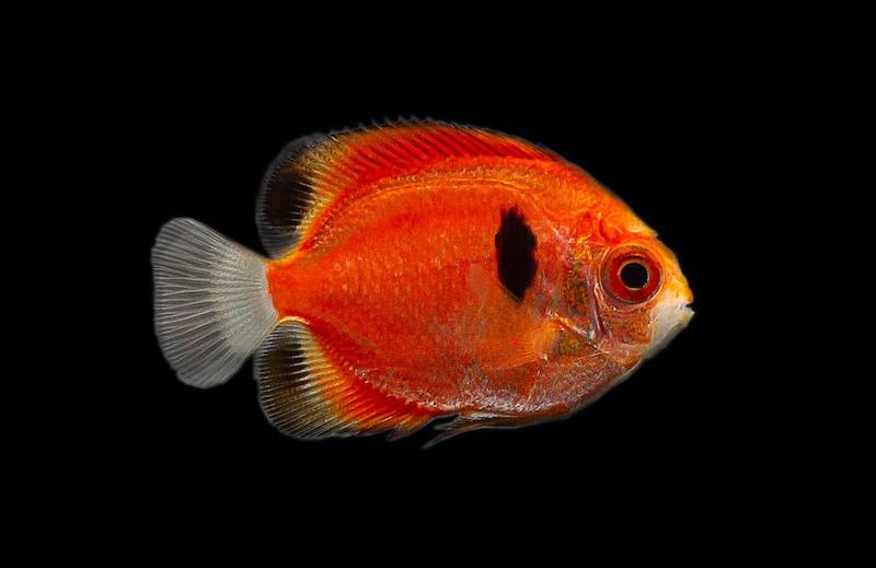 Thailand’s Atoll Farm Latest To Successfully Breed Pygmy Angelfish ...