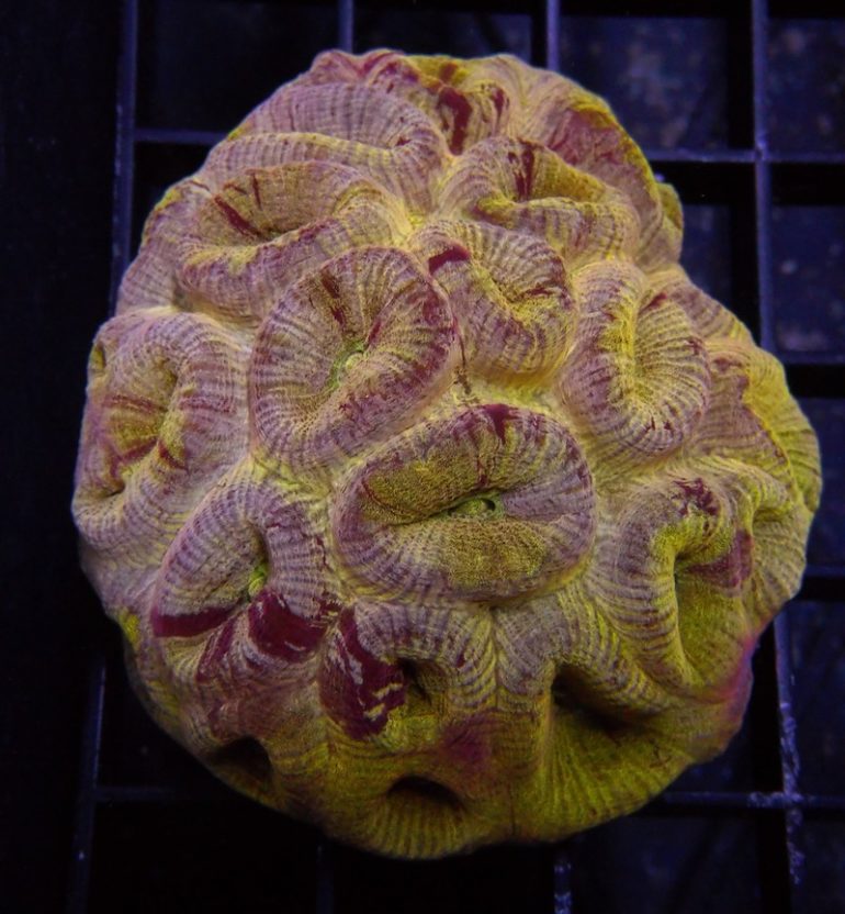ORMA Teases the Motherlode of Colorful Fluted Moon Corals | Reef ...
