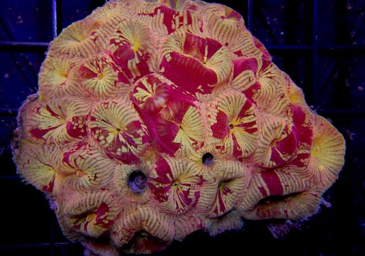 Tag: orma | Reef Builders | The Reef and Saltwater Aquarium Blog