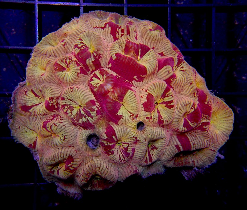 ORMA Teases the Motherlode of Colorful Fluted Moon Corals | Reef ...
