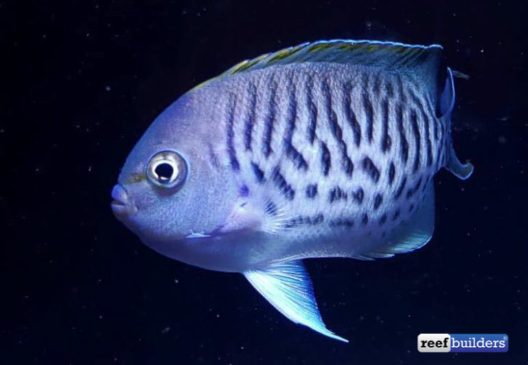 Scientific Research Spotlights Hybridization of Angelfish | Reef ...