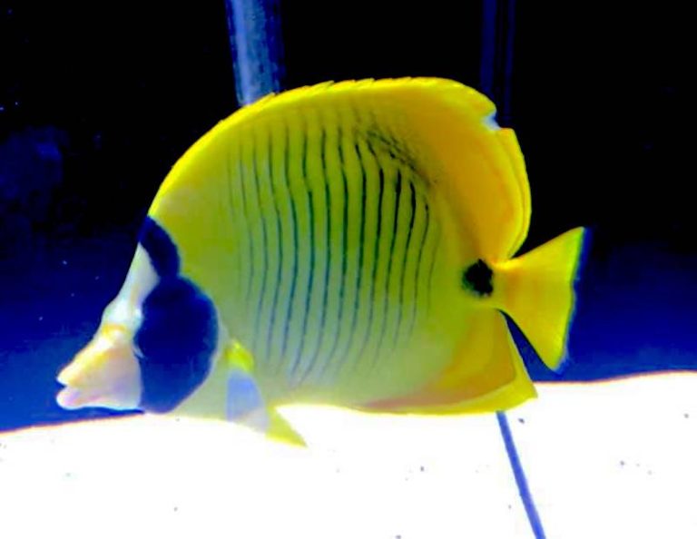 Semilarvatus Makes One of the Rarest Butterflyfish Hybrids | Reef Builders | The Reef and ...