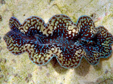 Science Sheds Light on Squamosa x Crocea Clam Hybrids | Reef Builders ...