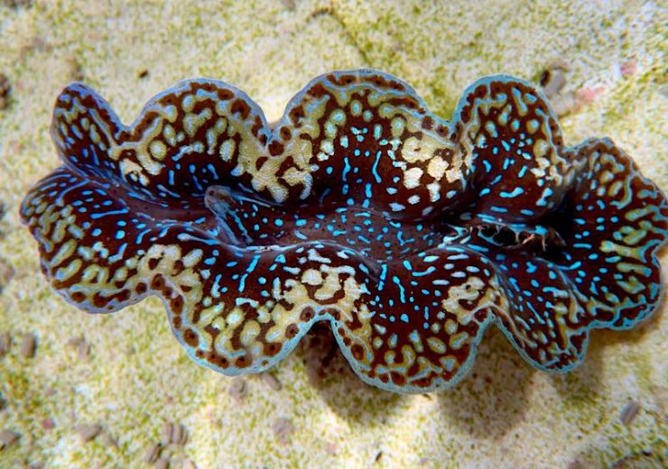 Tag: clam hybrid | Reef Builders | The Reef and Saltwater Aquarium Blog