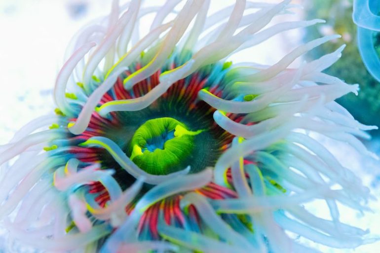 ‘Rainbow Bottom’ Anemones are like Nothing We’ve Ever Seen | Reef ...