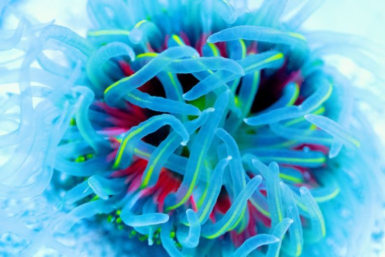 ‘Rainbow Bottom’ Anemones are like Nothing We’ve Ever Seen | Reef ...