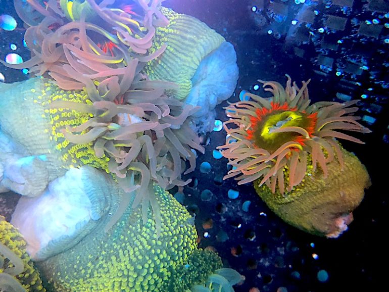 ‘Rainbow Bottom’ Anemones are like Nothing We’ve Ever Seen | Reef ...