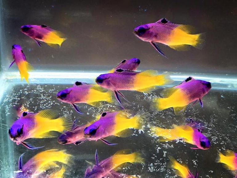 Thailand’s Atoll Farm Latest To Successfully Breed Pygmy Angelfish ...