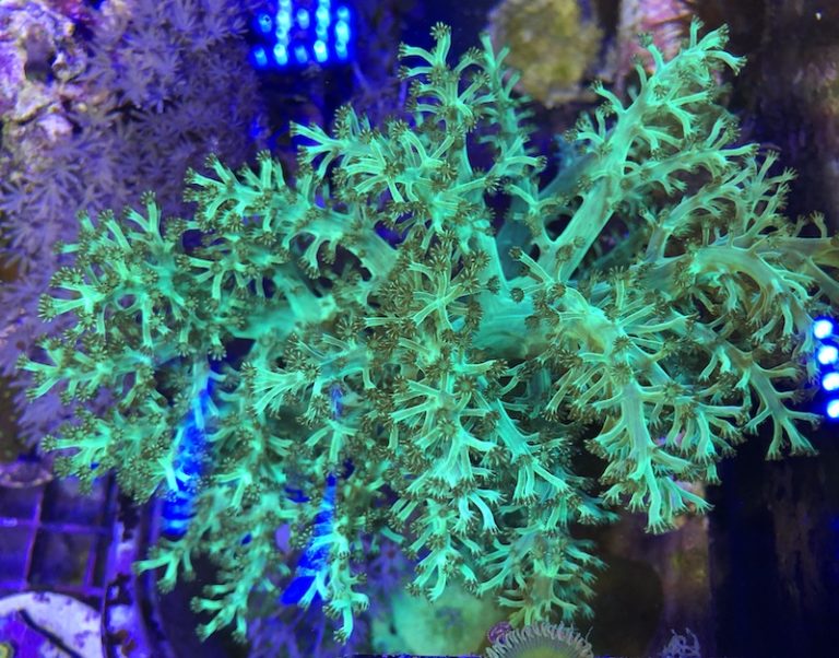 This Super Green Kenya Tree’ from Reefkoi is the Bomb! | Reef Builders ...