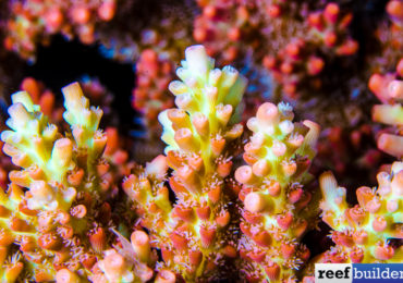 Tag: acropora microclados | Reef Builders | The Reef and Saltwater ...