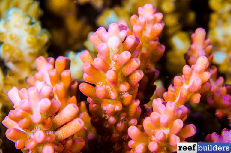 You Won’t Believe Where Strawberry Shortcake Acros Live | Reef Builders ...