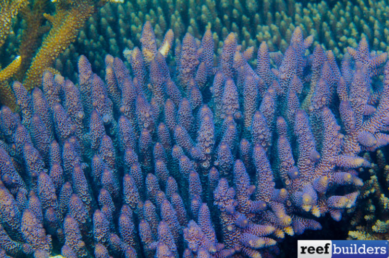 Acropora spathulata is the iconic Australian Staghorn Coral | Reef ...