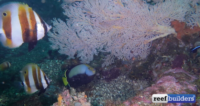 Chaetodontoplus dimidiatus, Rare Phantom Angelfish Spotted in The Wild ...