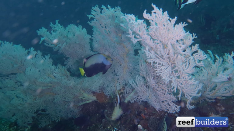 Chaetodontoplus dimidiatus, Rare Phantom Angelfish Spotted in The Wild ...