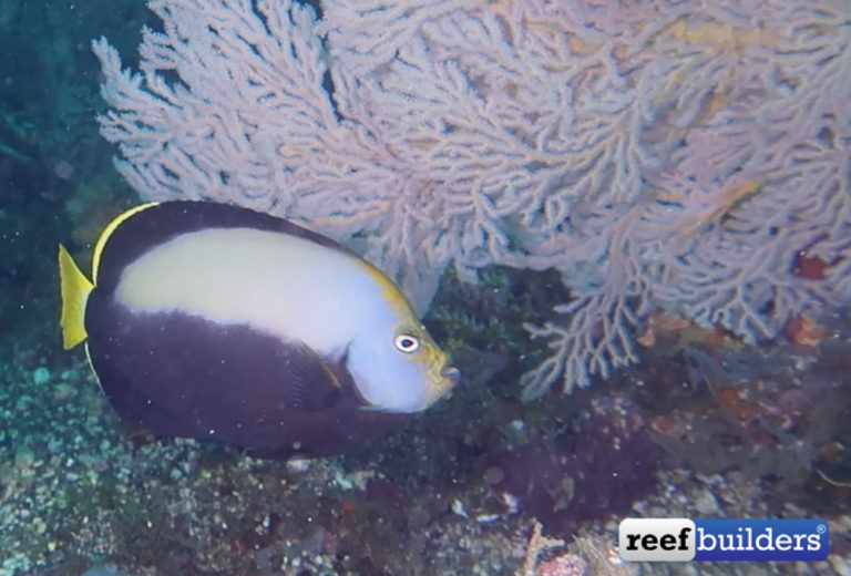 Chaetodontoplus dimidiatus, Rare Phantom Angelfish Spotted in The Wild ...