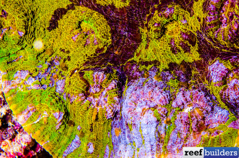 Welcome to Gold Chalice central! | Reef Builders | The Reef and ...