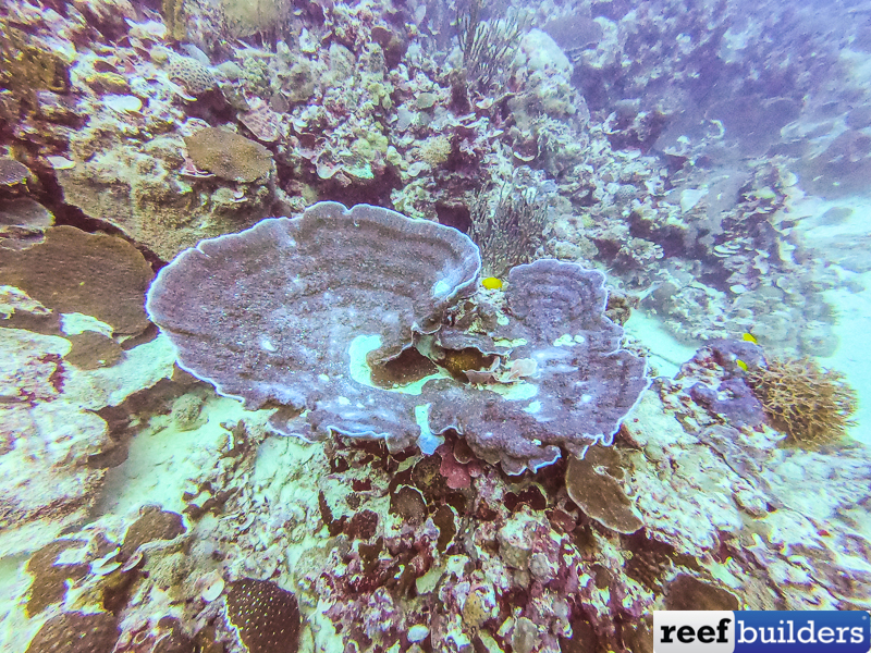 Is this the ‘True’ Montipora capricornis? | Reef Builders | The Reef ...