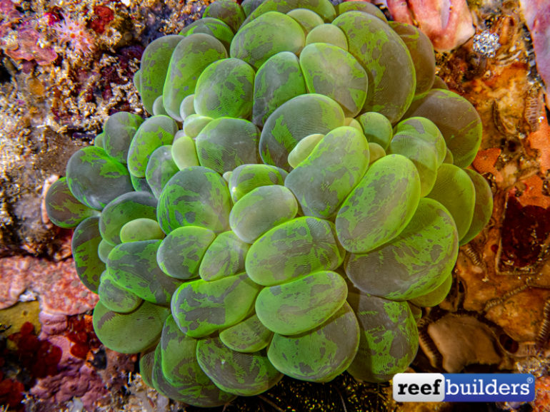Ten Favorite Bubble Coral Pictures From Indonesia | Reef Builders | The ...