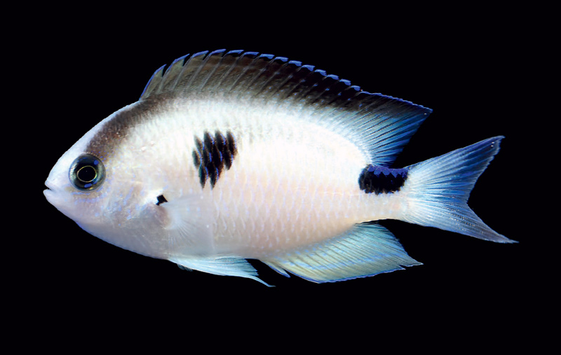 Pomacentrus vatosoa: Corazon’s Damselfish get Official Description ...