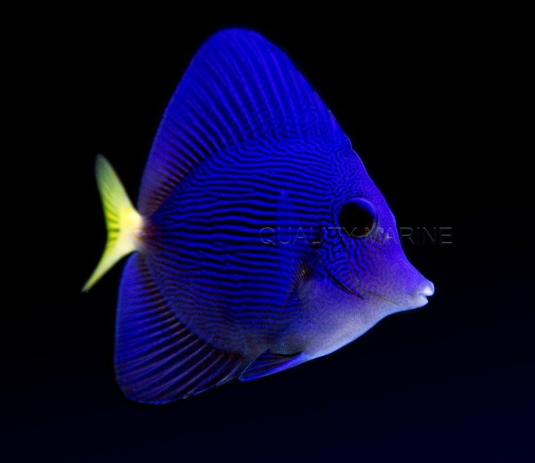 Our Best Look at the Captive Bred Purple Tangs | Reef Builders | The ...