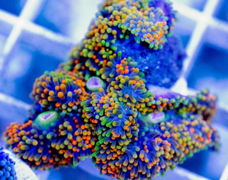 This is an Exceptional Batch of Rainbow Top Ricordea | Reef Builders ...