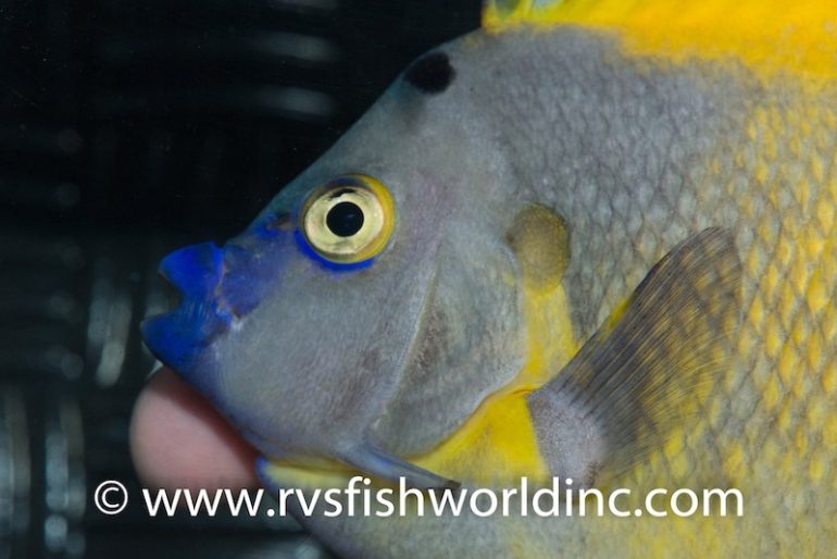 First of its Kind Aberrant Flagfin Angelfish Discovered in Philippines ...