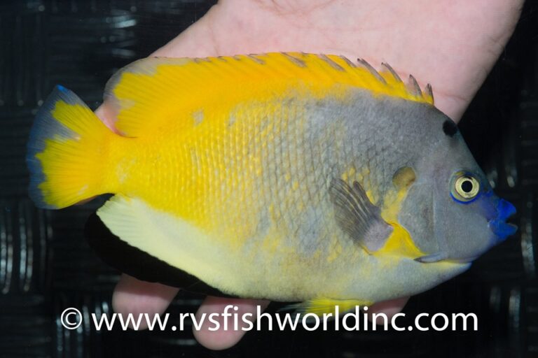First of its Kind Aberrant Flagfin Angelfish Discovered in Philippines ...