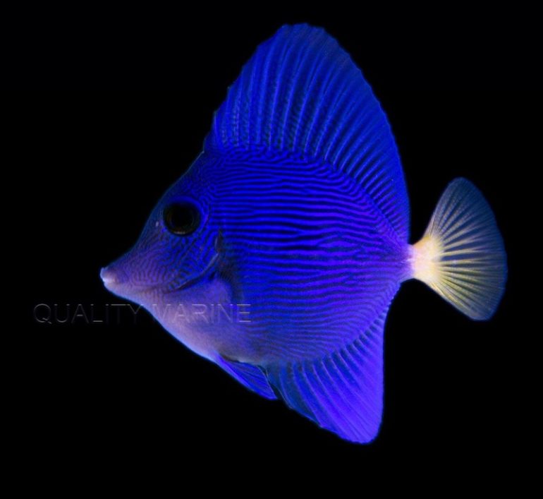 Our Best Look at the Captive Bred Purple Tangs | Reef Builders | The ...