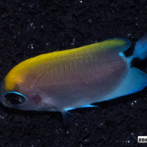 Swallowtail Angelfish Captive Bred by Biota Palau | Reef Builders | The ...