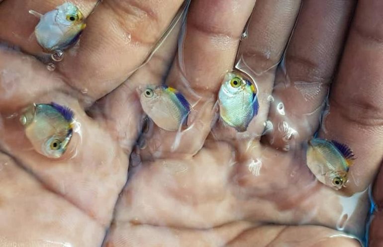 Venustus Angelfish Successfully Captive Bred by Bali Aquarich | Reef ...