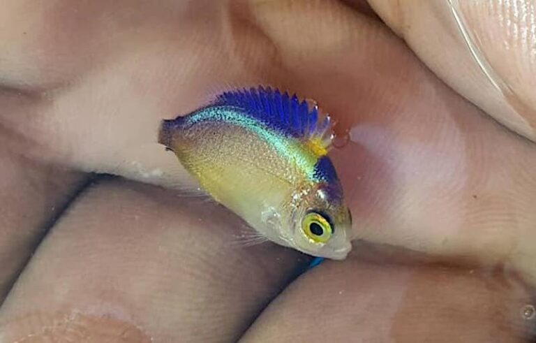 Venustus Angelfish Successfully Captive Bred by Bali Aquarich | Reef ...