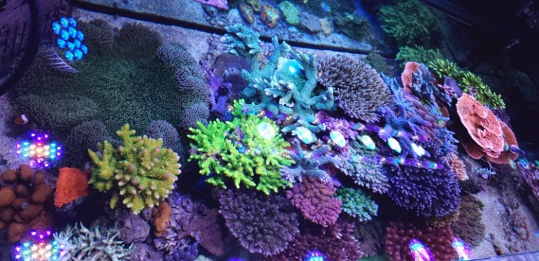 Innoqua is a start up company to accelerate aquatic organism research ...