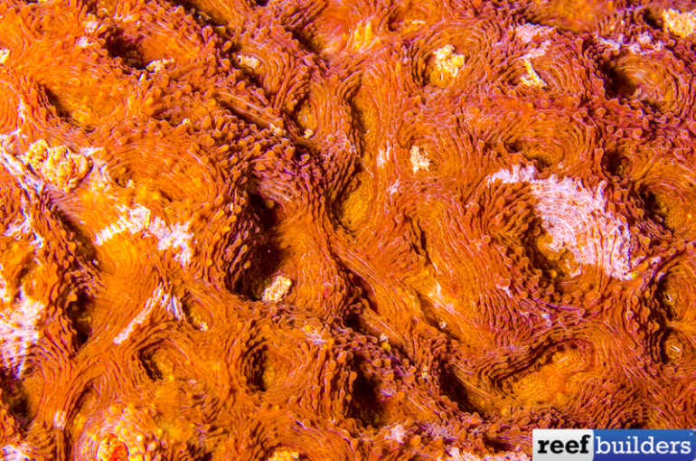 Orange Acantastrea echinatas is a Sight to Remember | Reef Builders ...