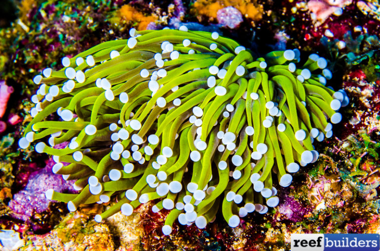 Indonesian Gold Torch Corals that GLOW in the Dark! | Reef Builders ...