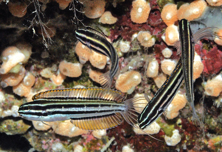 Meiacanthus solomon, a New Blenny Species from Melanesia | Reef ...