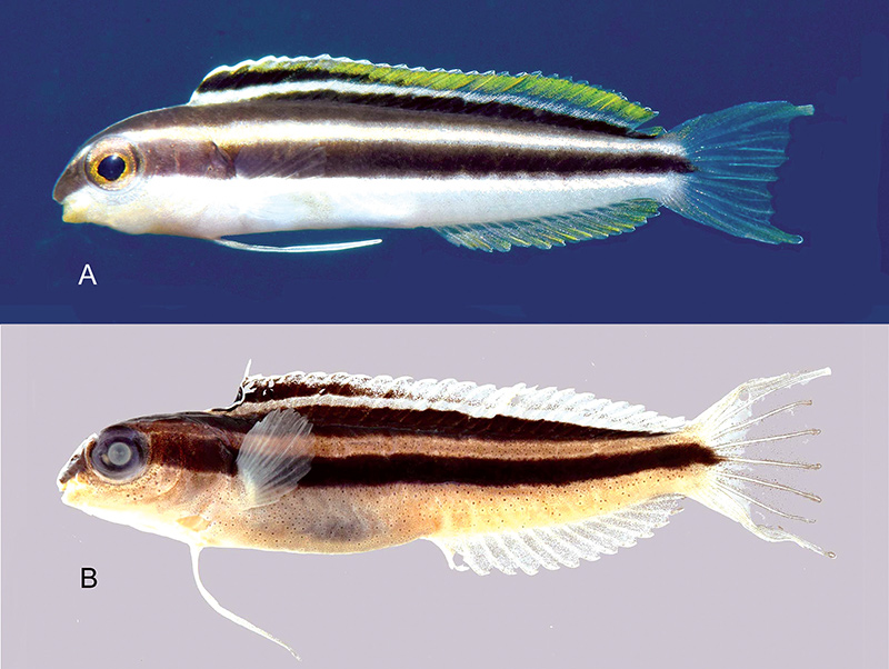 Meiacanthus solomon, a New Blenny Species from Melanesia | Reef ...