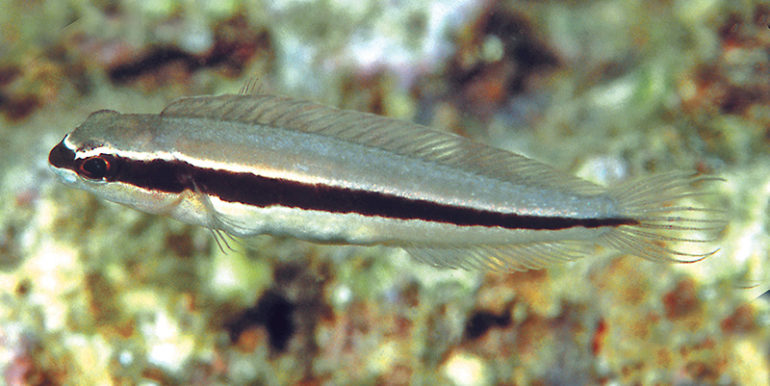 Meiacanthus solomon, a New Blenny Species from Melanesia | Reef ...