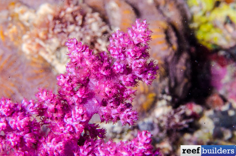Australia Pink Nephthea is a Soft Coral Jewel | Reef Builders | The ...