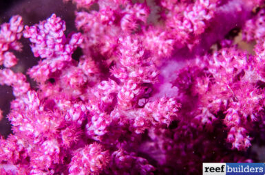 Australia Pink Nephthea is a Soft Coral Jewel | Reef Builders | The ...