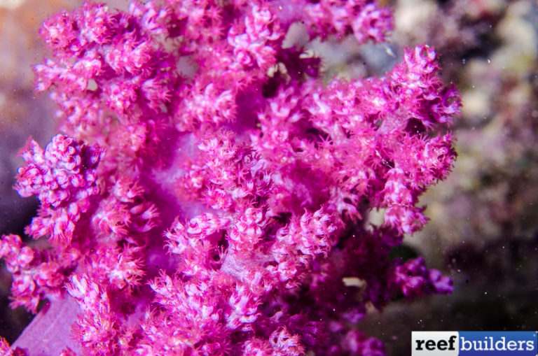 Australia Pink Nephthea is a Soft Coral Jewel | Reef Builders | The ...