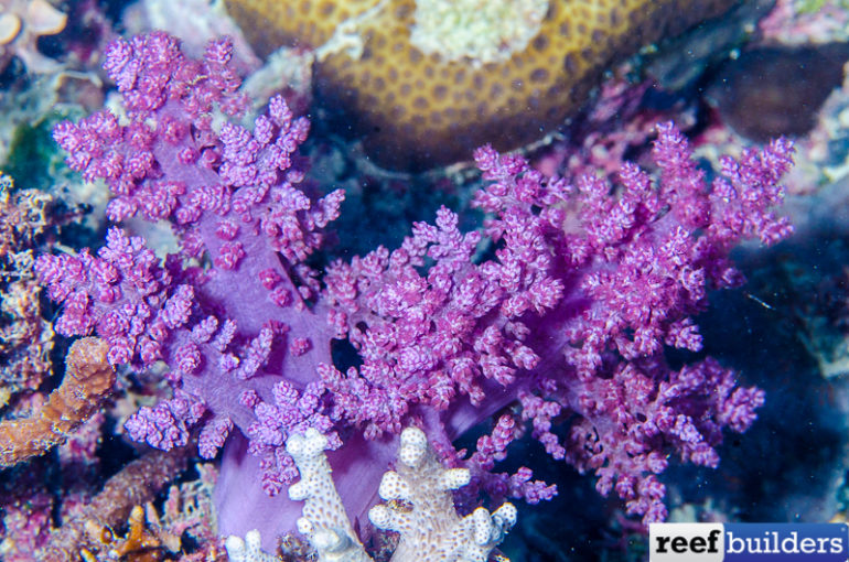 Australia Pink Nephthea is a Soft Coral Jewel | Reef Builders | The ...