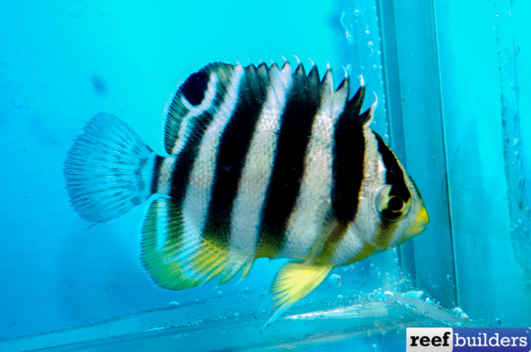 Cuteness Overload while Touring Bali Aquarich | Reef Builders | The ...
