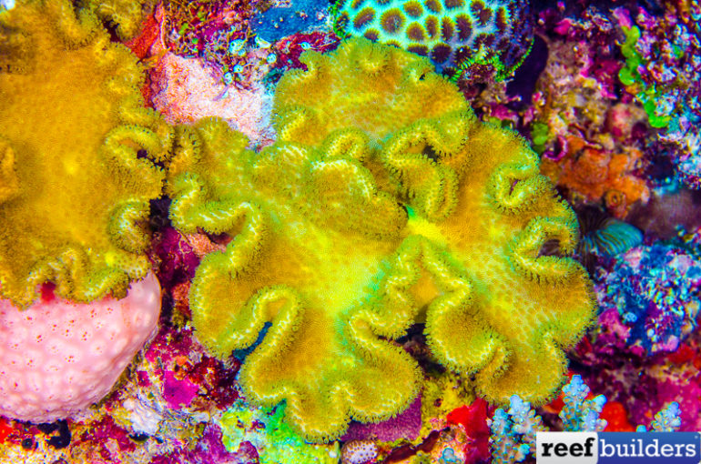 Australia Pink Nephthea is a Soft Coral Jewel | Reef Builders | The ...