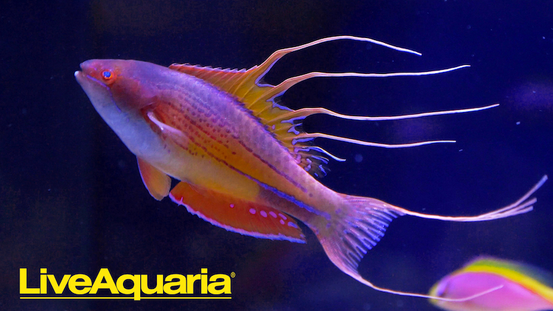 More Videos of LiveAquaria’s Exotic Reef Life | Reef Builders | The ...