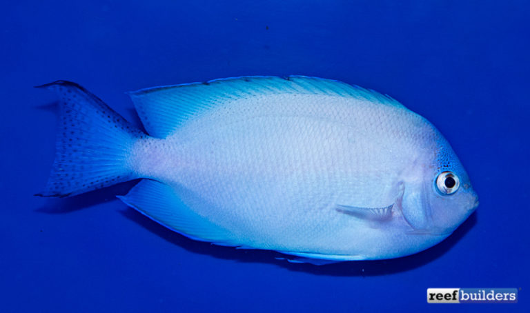 The First Aquarium Pitcairn Angelfish is Ready for Prime Time | Reef ...