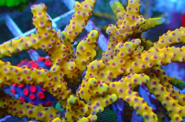 Goldenrod Anacropora keeps this Genus in the Spotlight | Reef Builders ...