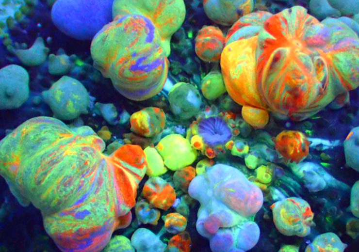 Tag: mushroom anemone | Reef Builders | The Reef and Saltwater Aquarium ...