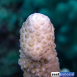 Isopora cylindrica - a Solomon Island Specialty | Reef Builders | The ...