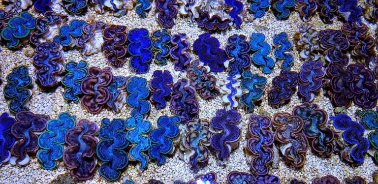 A Statement About the Source of the Red Sea Clams | Reef Builders | The ...