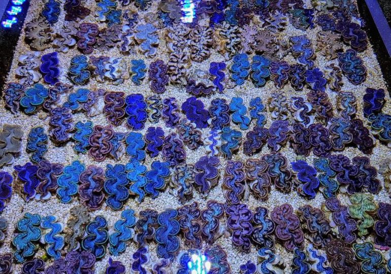 Red Sea Clams Return to the Aquarium Hobby | Reef Builders | The Reef ...